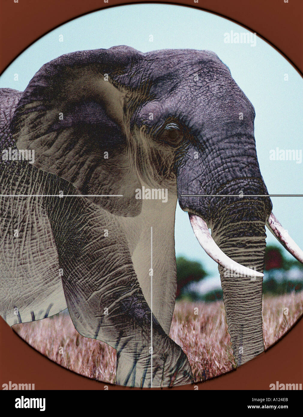 Elephant gun hi-res stock photography and images - Alamy