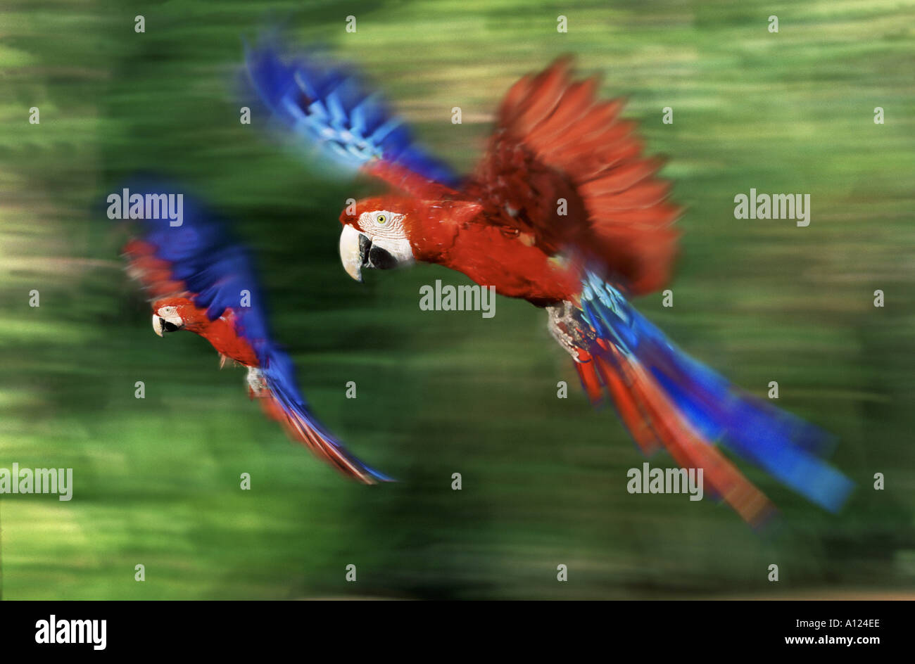 Scarlet macaws flying Stock Photo - Alamy