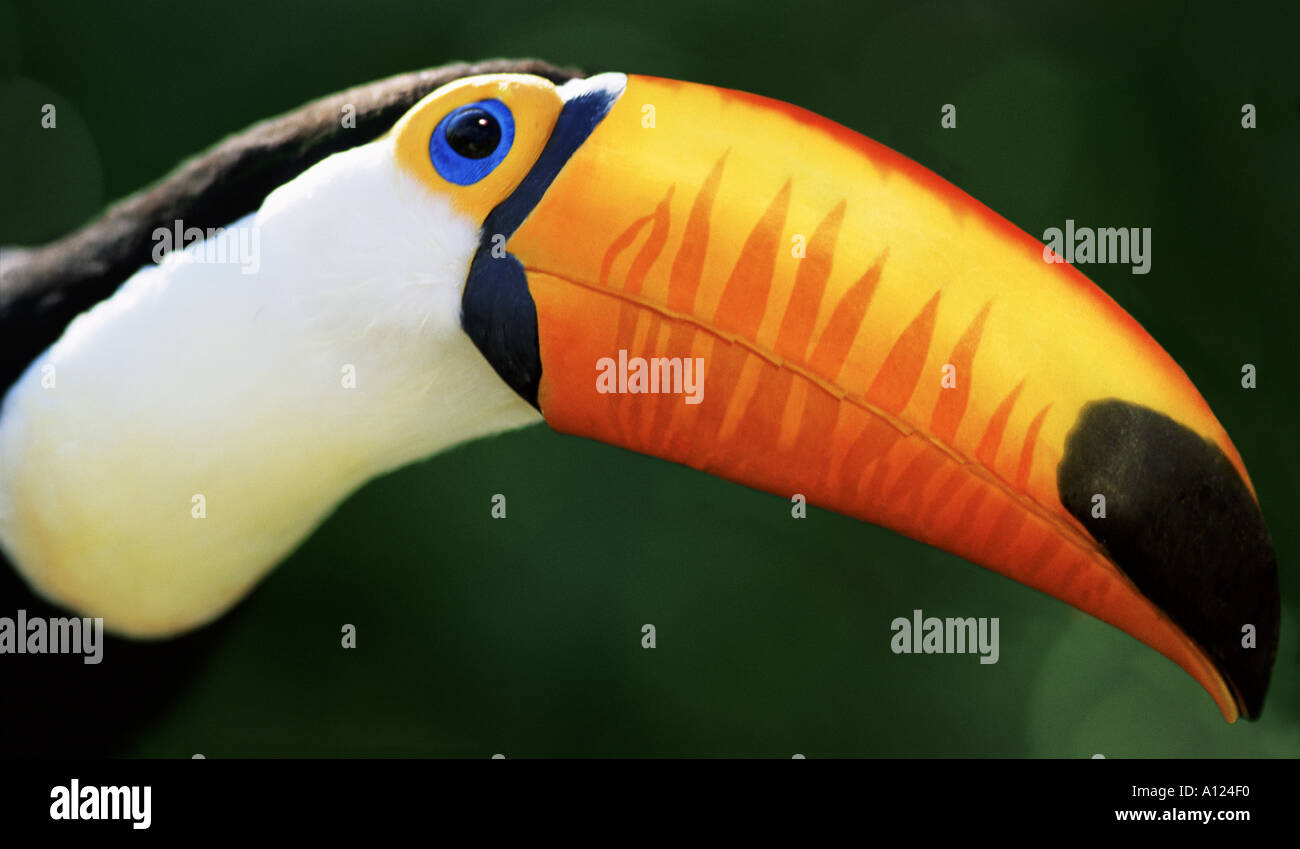 Toucan pattern hi-res stock photography and images - Alamy