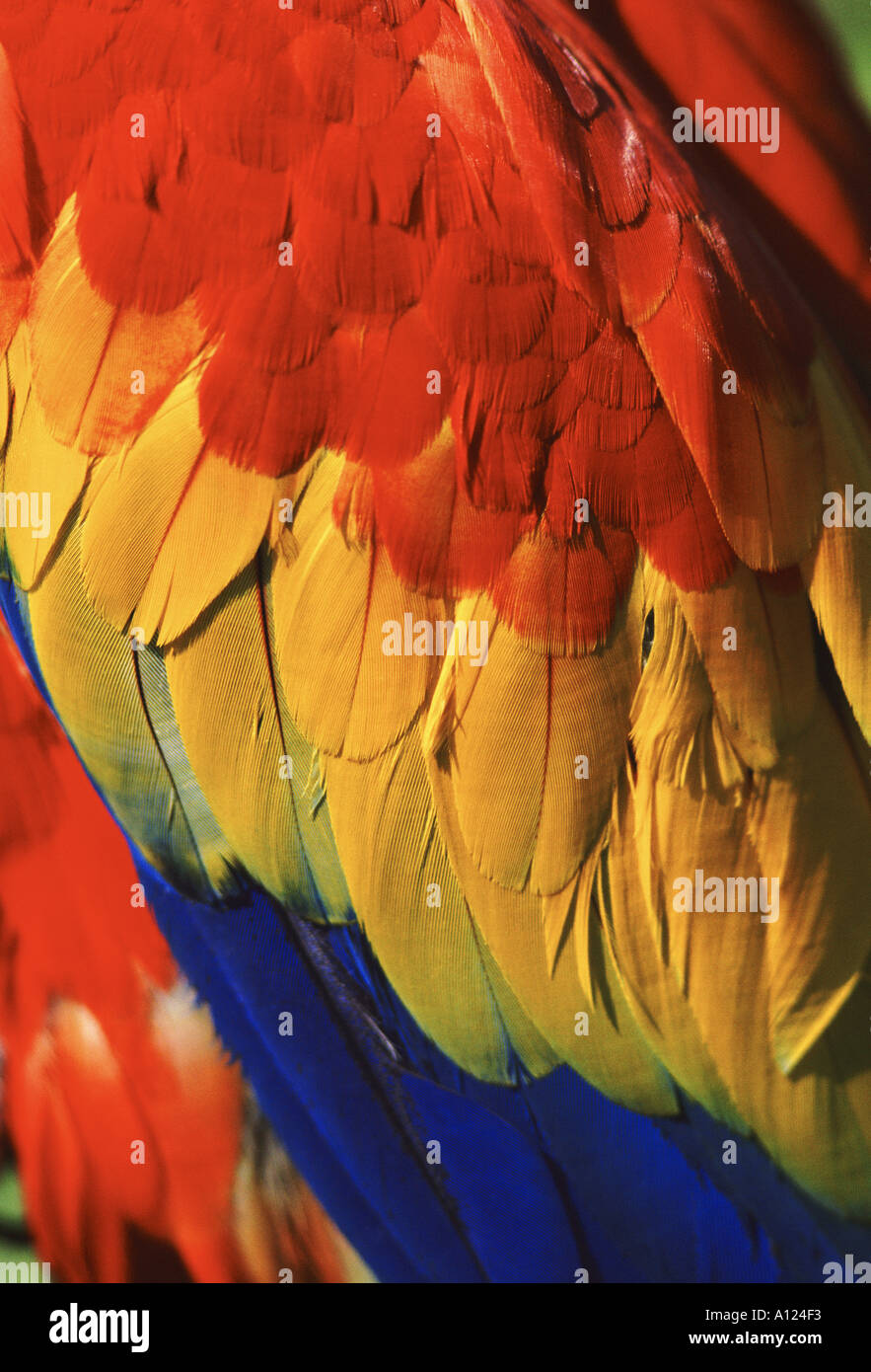 Scarlet macaw s wing Stock Photo - Alamy