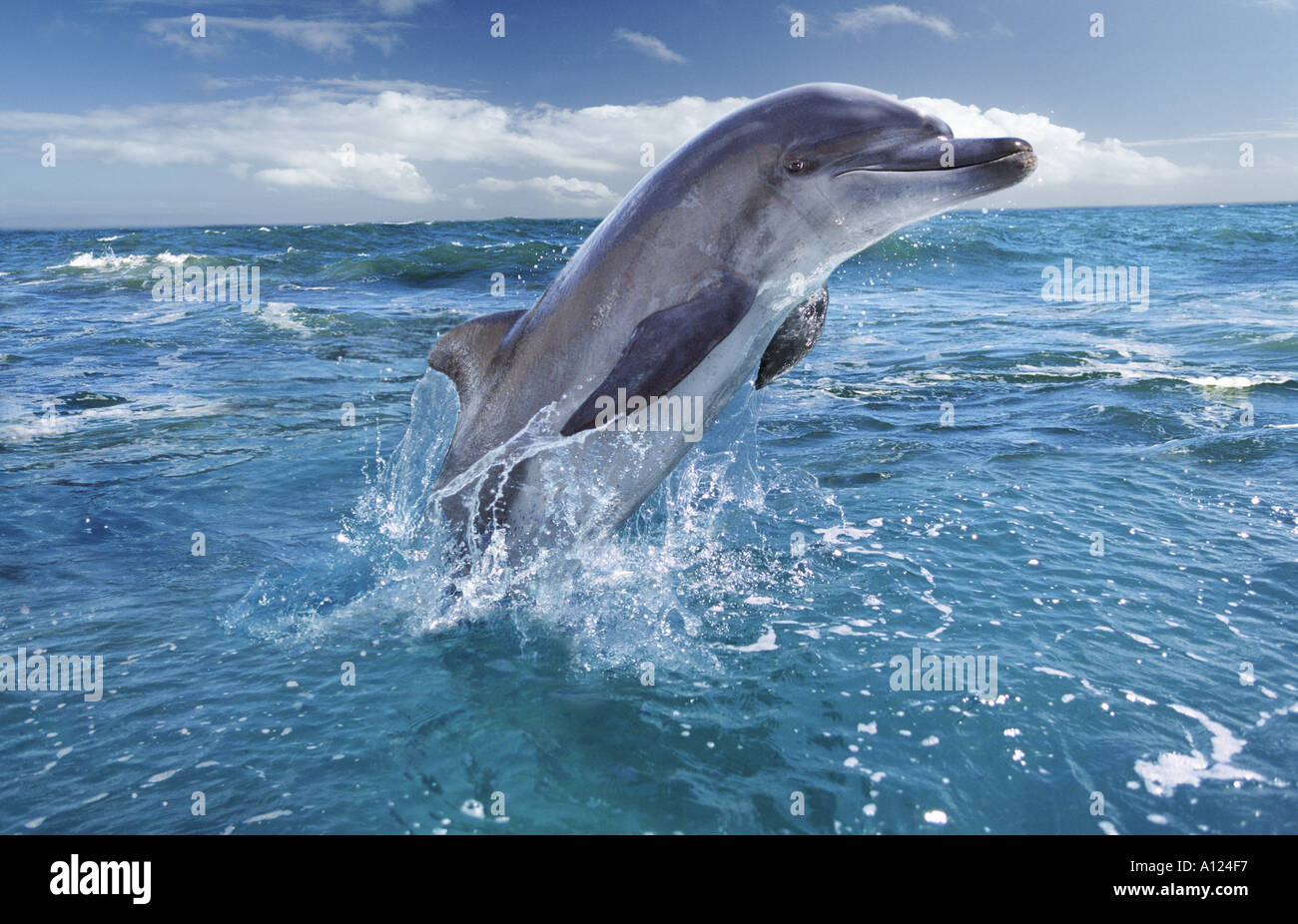 Bottle nosed dolphin south africa hi-res stock photography and images ...