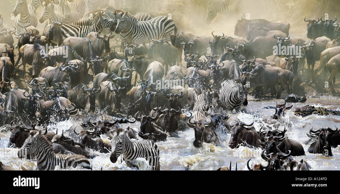 Wildebeest and zebra crossing Mara River with crocodiles Great ...