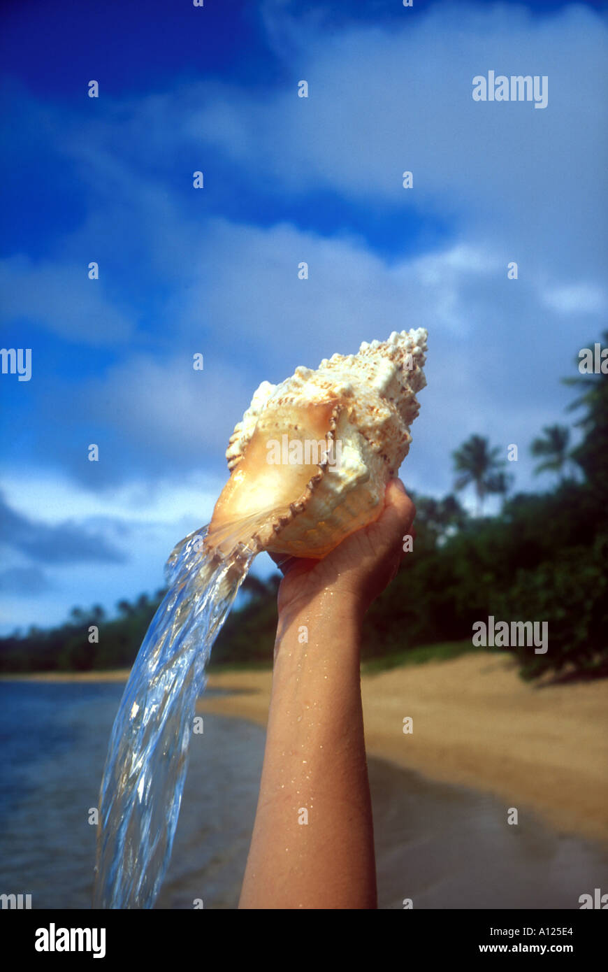 Wet hand holding shell hi-res stock photography and images - Alamy