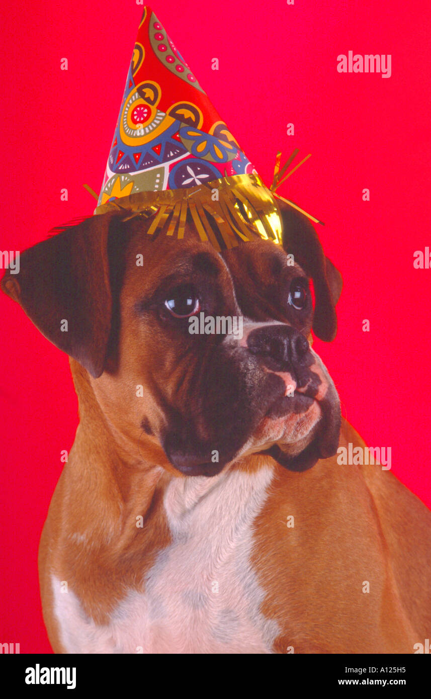 dog Boxer wearing party hat bright red background PR CL Stock Photo - Alamy