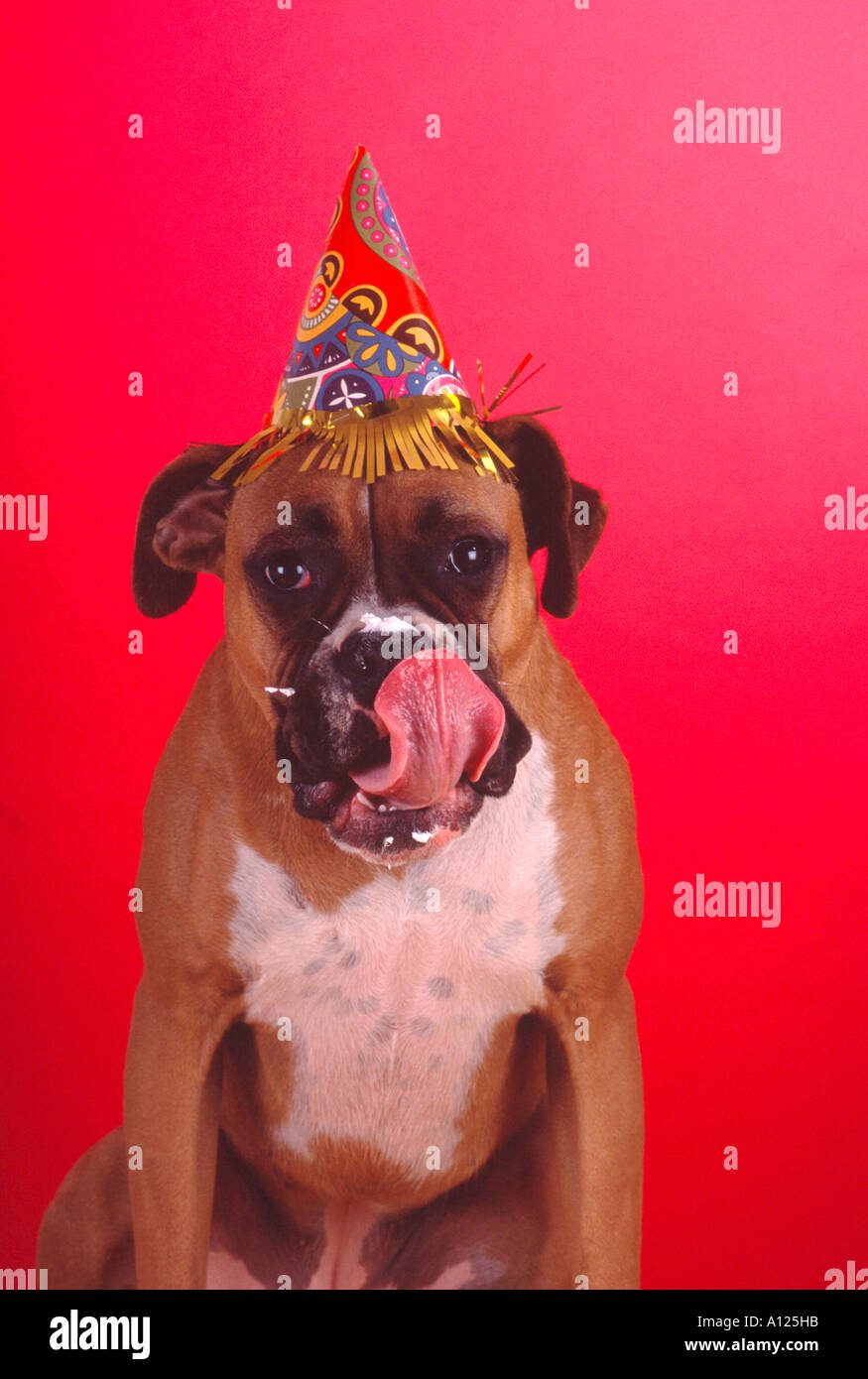 Boxer dog hat hi-res stock photography and images - Alamy
