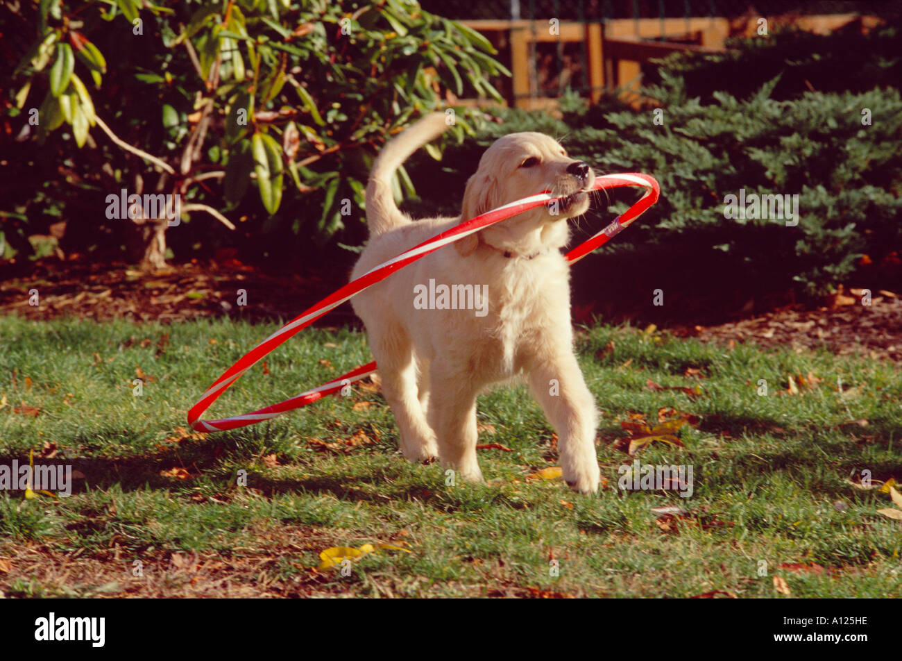 Golden retriever puppy hula hoop hi-res stock photography and images ...