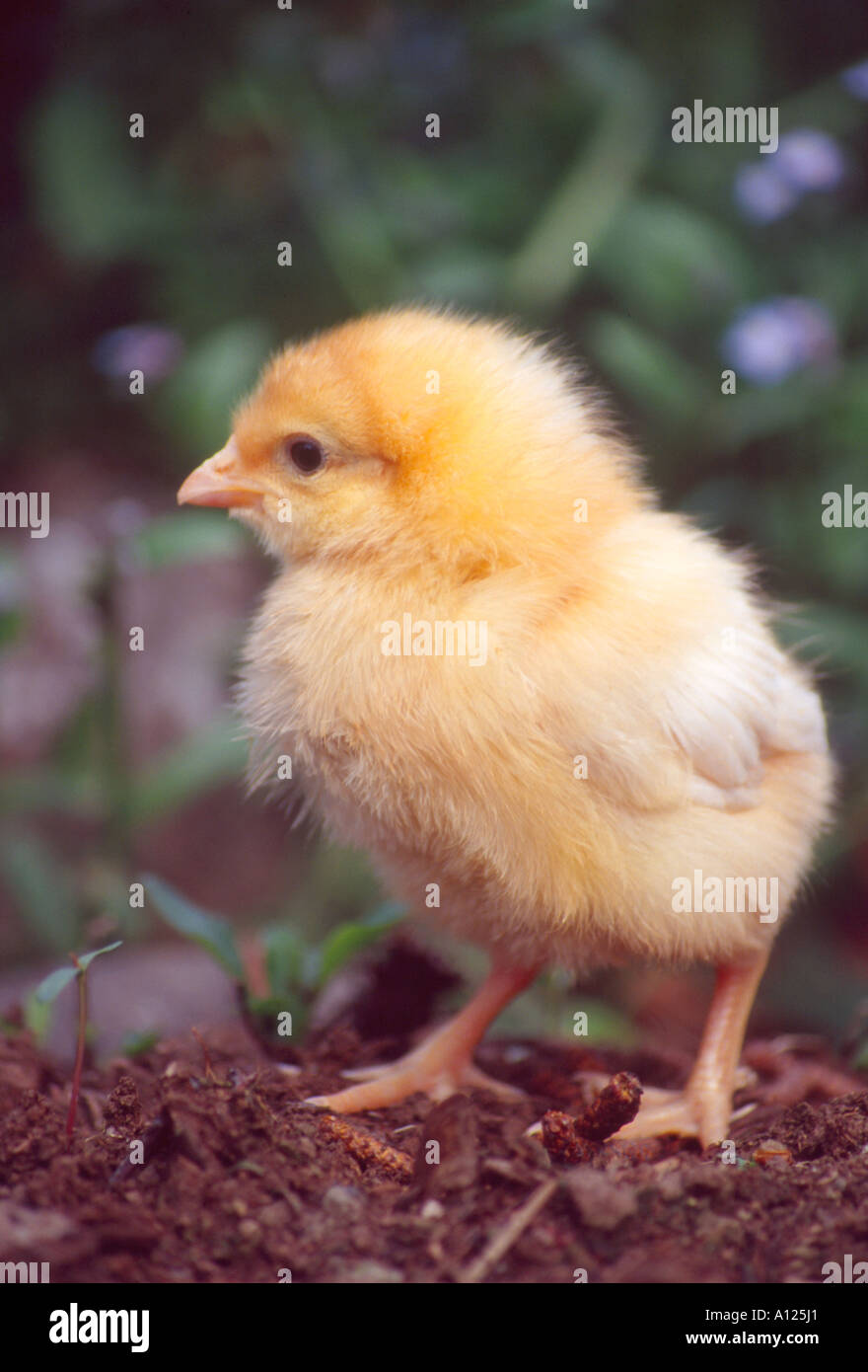 baby chick outside in garden PR CL Stock Photo - Alamy