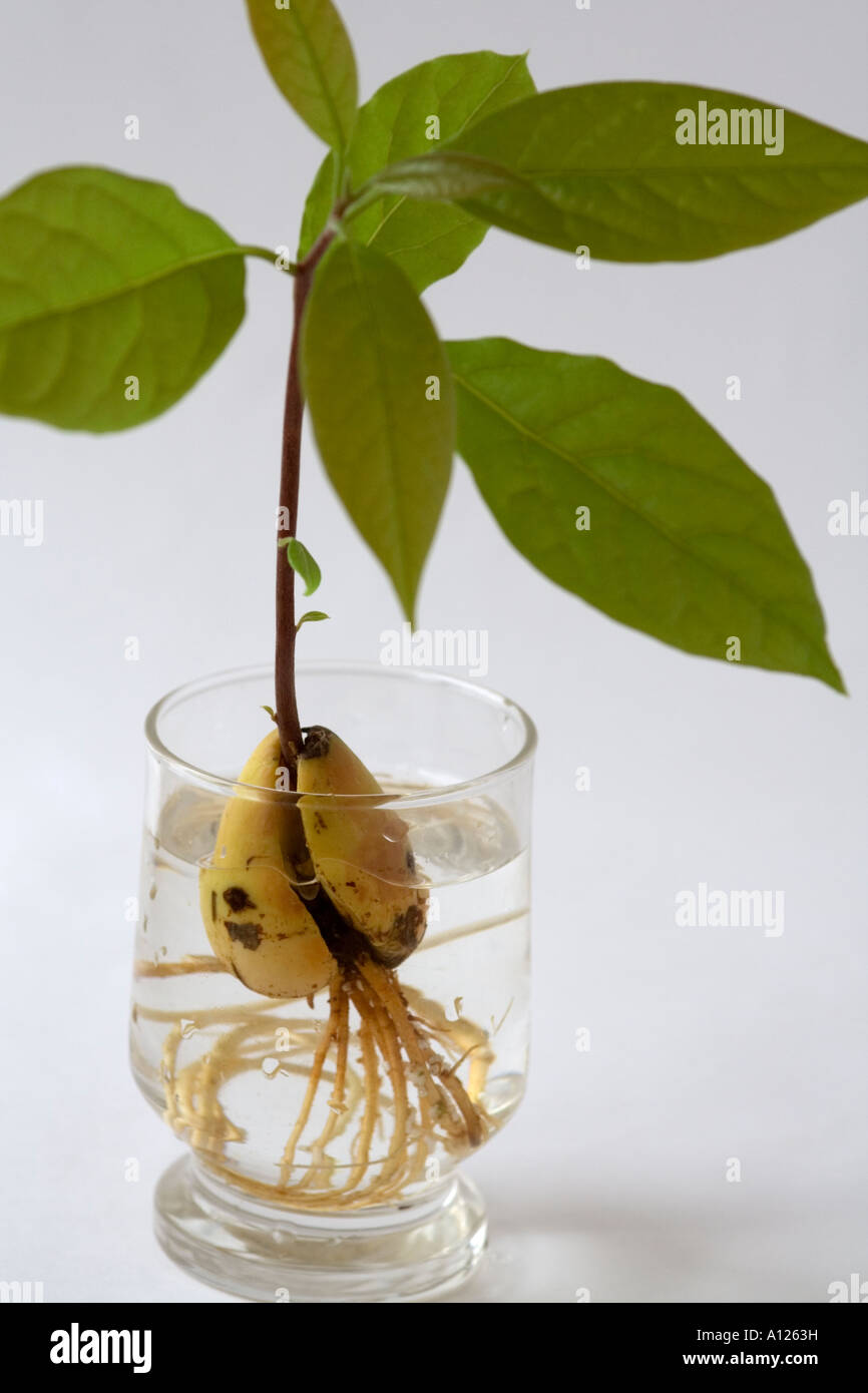 Avocado pit grow hi-res stock photography and images - Alamy