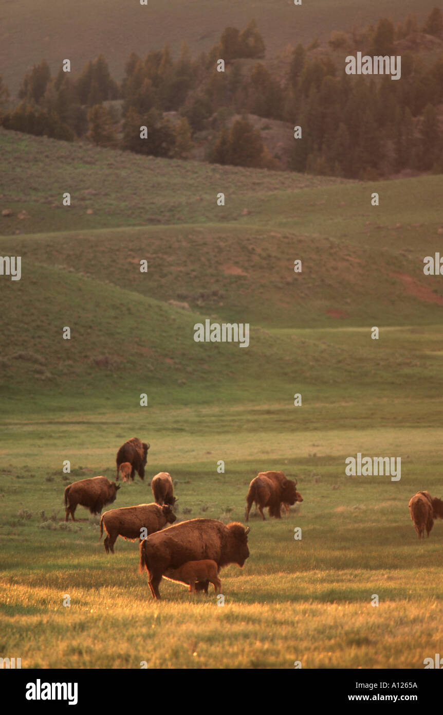 Buffalo Yellowstone National Park Stock Photo - Alamy