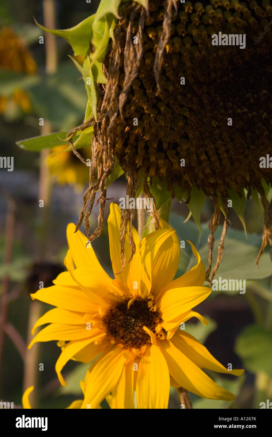 new and old sunflowers Stock Photo - Alamy