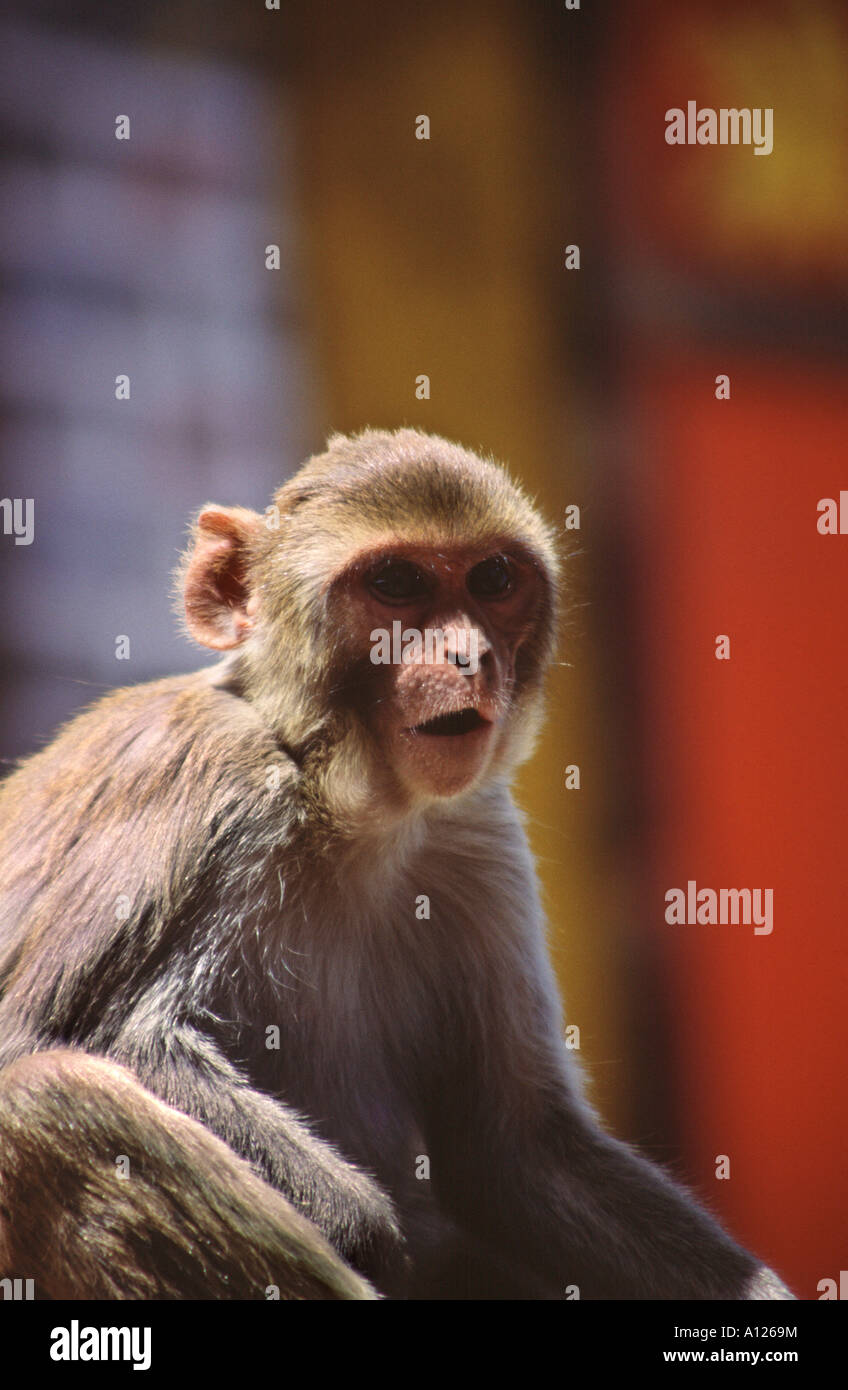 Rhesus Macaque at Jakhu Temple, Shimla, India Stock Photo - Alamy