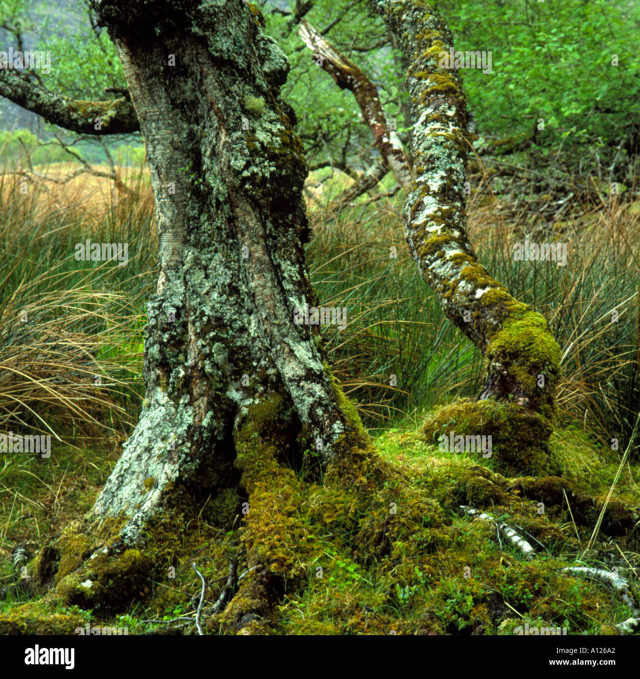 Mature Birch Trees Inverpolly National Nature Reserve Scotland Stock ...