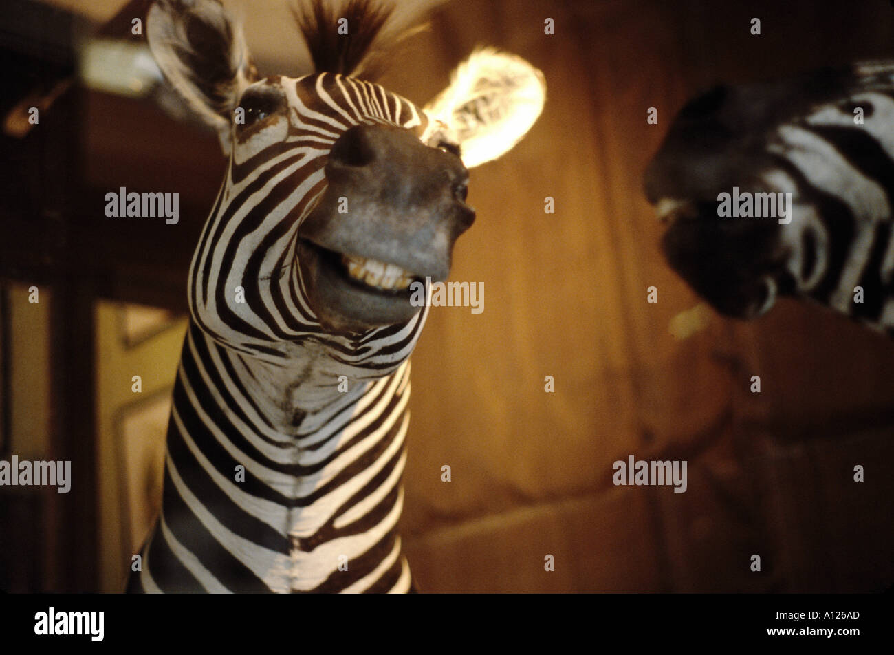 Zebra head in taxidermist s window Paris France Stock Photo - Alamy