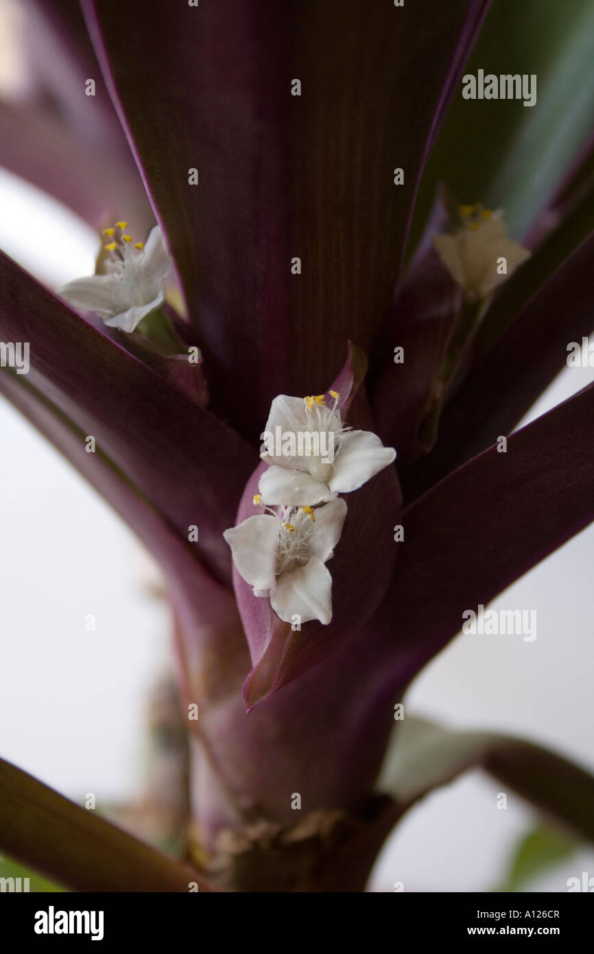 purple leaves and white small flowers of rhoeo discolor Stock Photo - Alamy