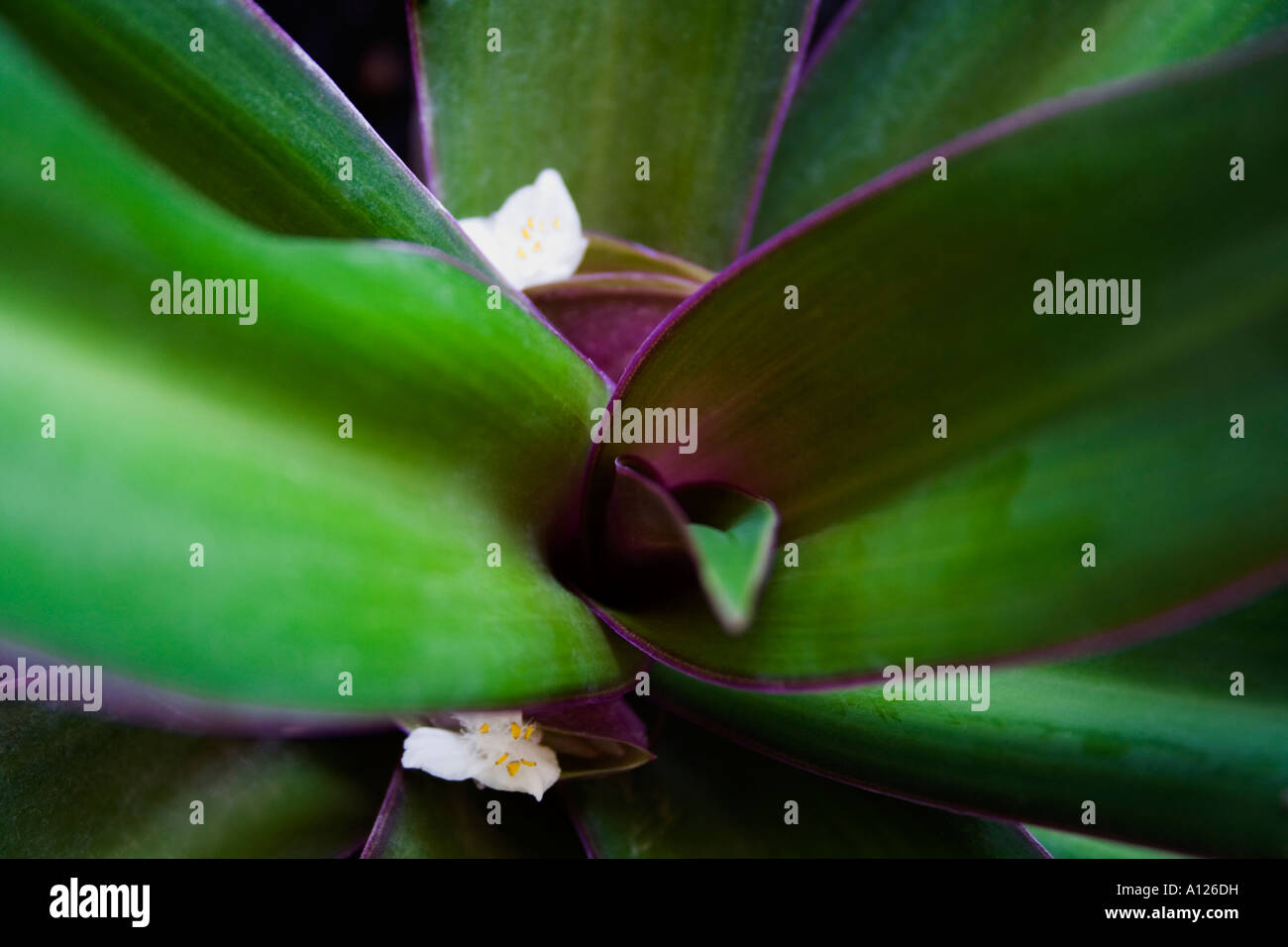 green leaves and white small flowers of rhoeo discolor Stock Photo - Alamy