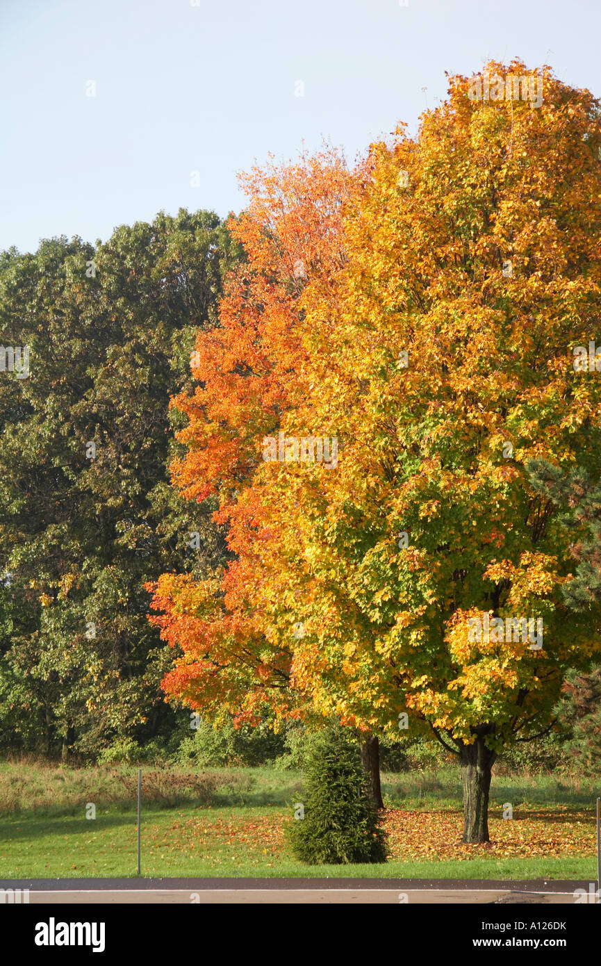 Indian Summer - colorful leaves in fall Stock Photo - Alamy