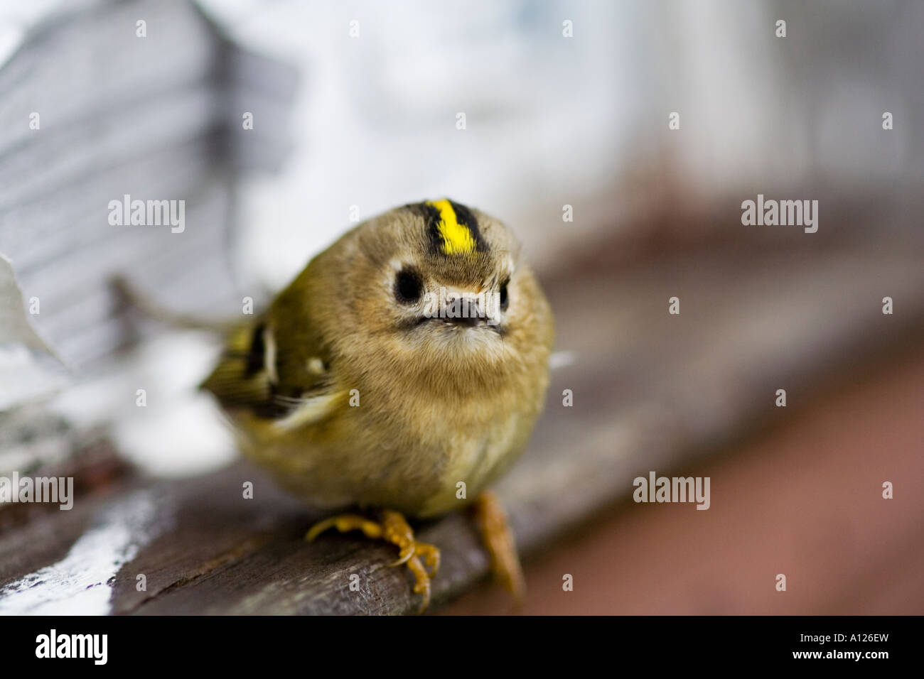 bird of Regulus regulus Stock Photo - Alamy