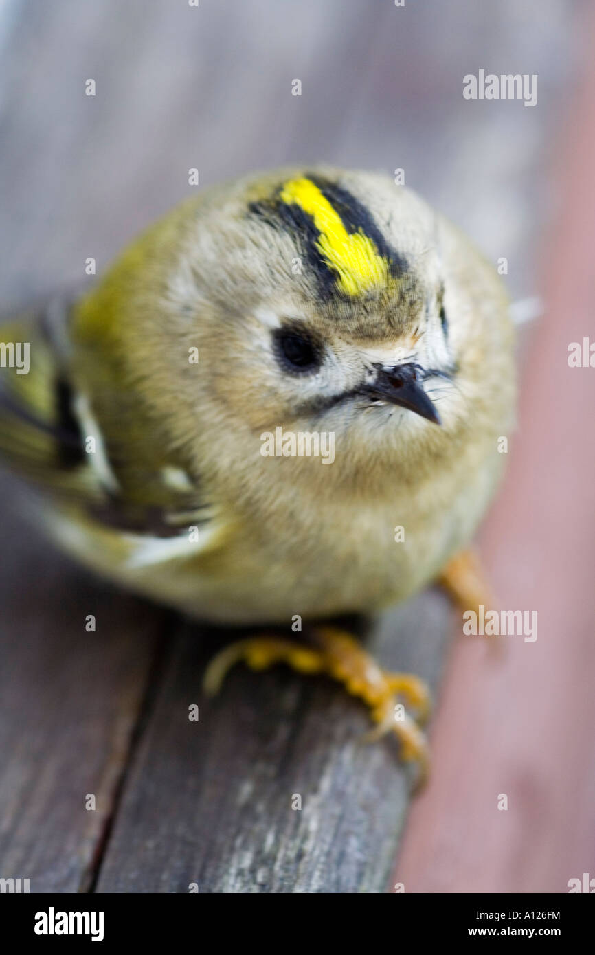 Regulus regulus young hi-res stock photography and images - Alamy