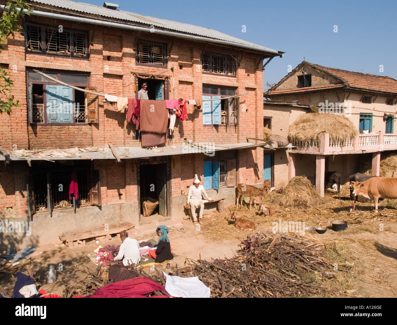 TYPICAL OLD RURAL HOUSE with cows tethered outside Dhulikhel Kathmandu ...