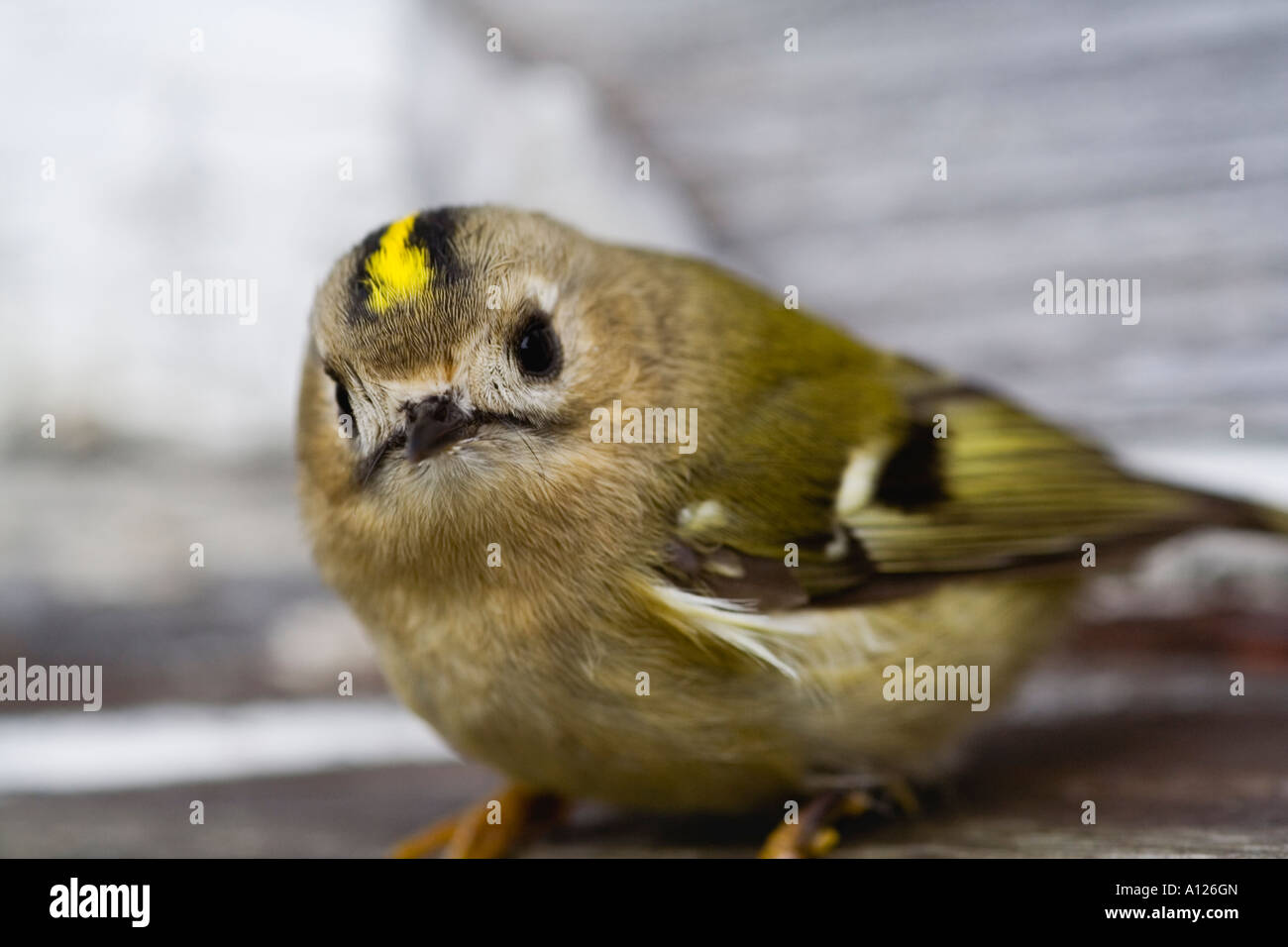 bird of Regulus regulus Stock Photo - Alamy