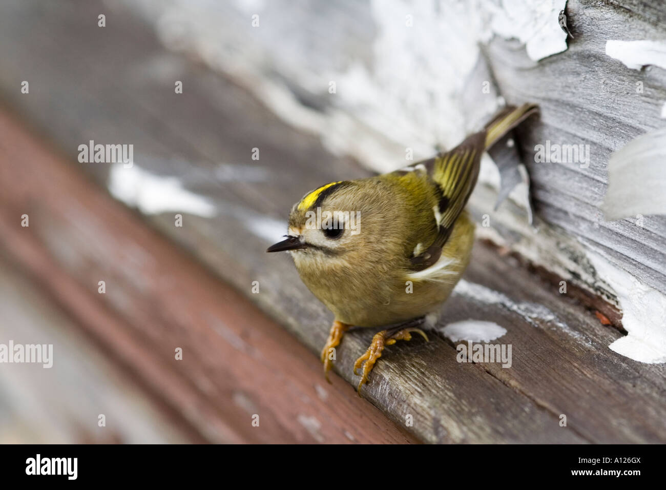 bird of Regulus regulus Stock Photo - Alamy