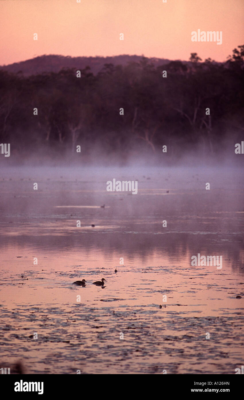 Waterbirds feed in the early morning mists on Clancys Lagoon, Mareeba ...