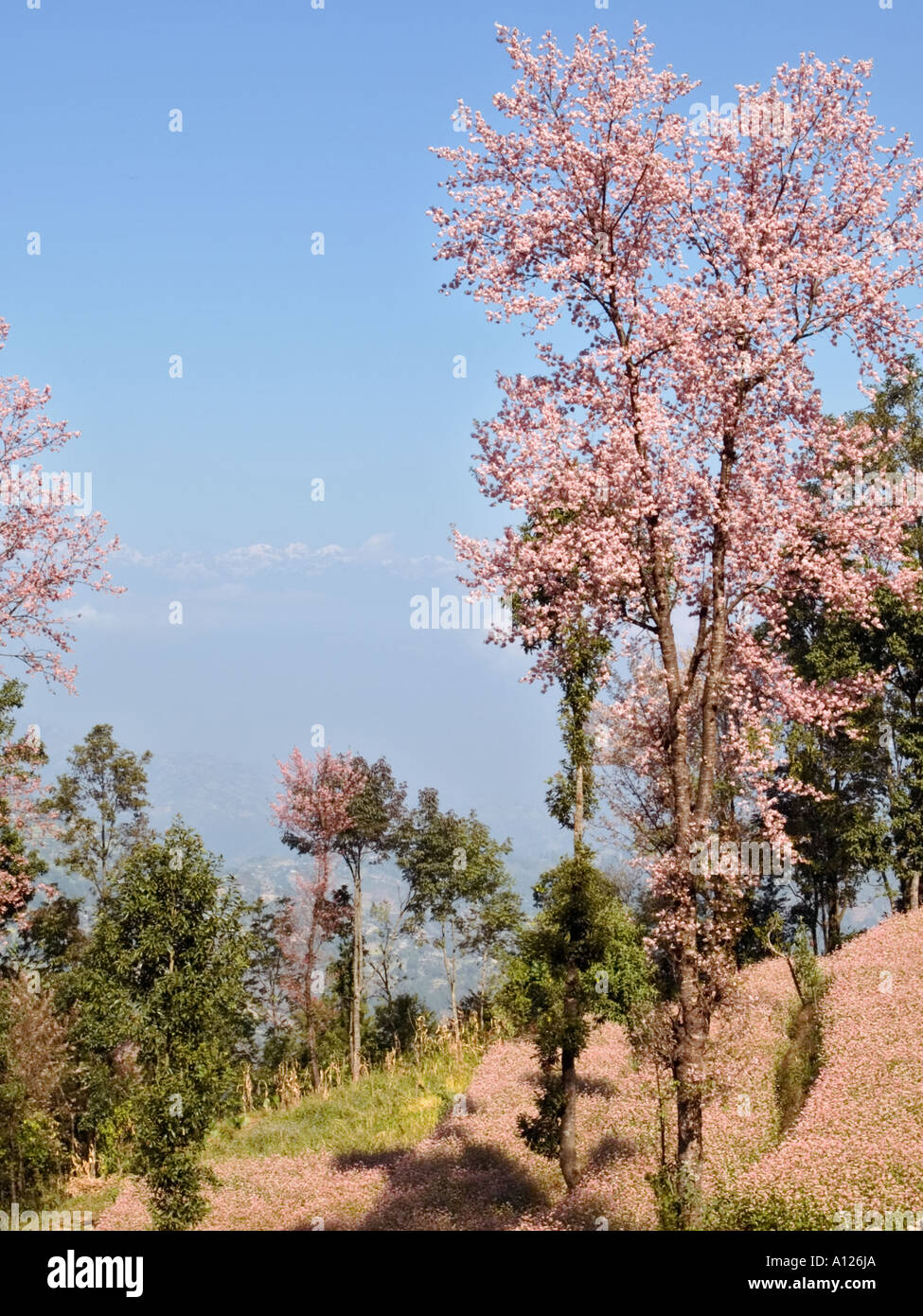 Flowering Cherry trees in the Himalayan foothills above the Kathmandu ...