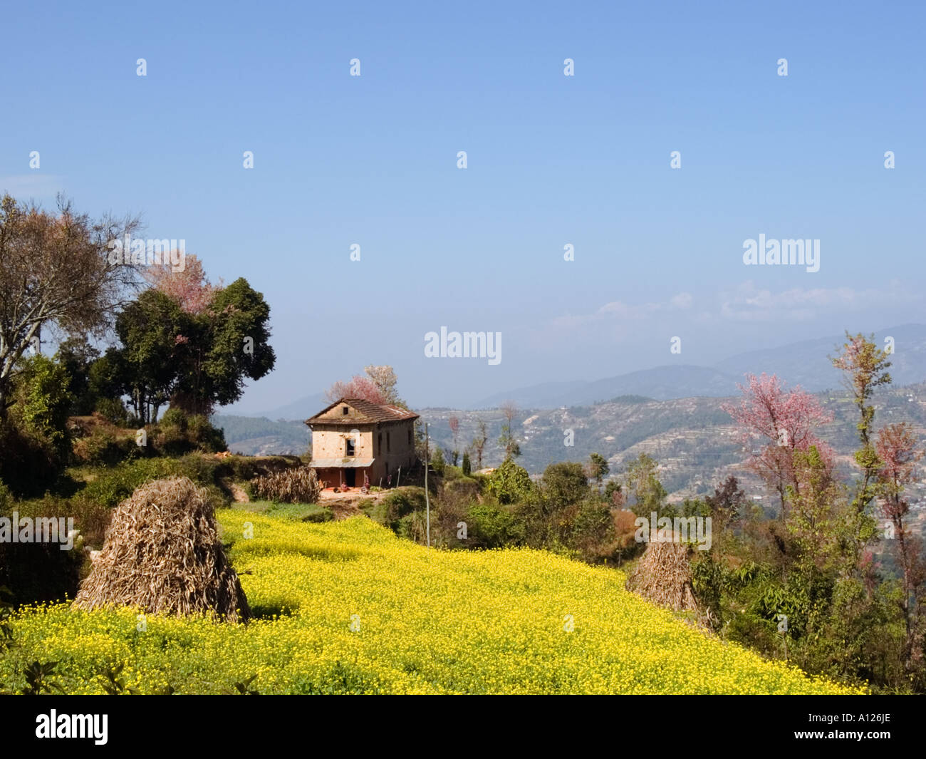 Farm growing mustard crop in the Himalayan foothills. Dhulikhel ...