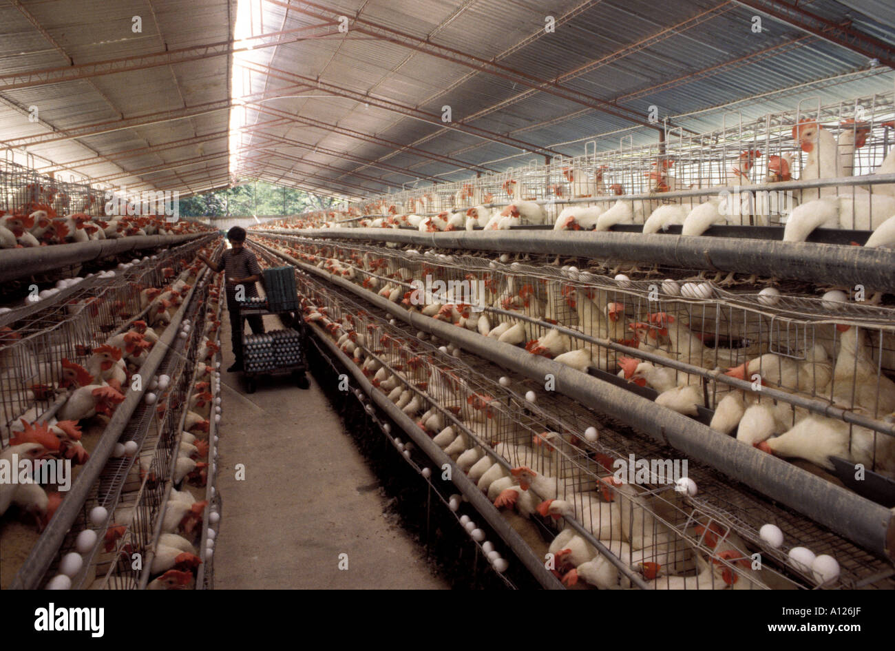 Colombia, Ibague. Poultry farm Stock Photo - Alamy