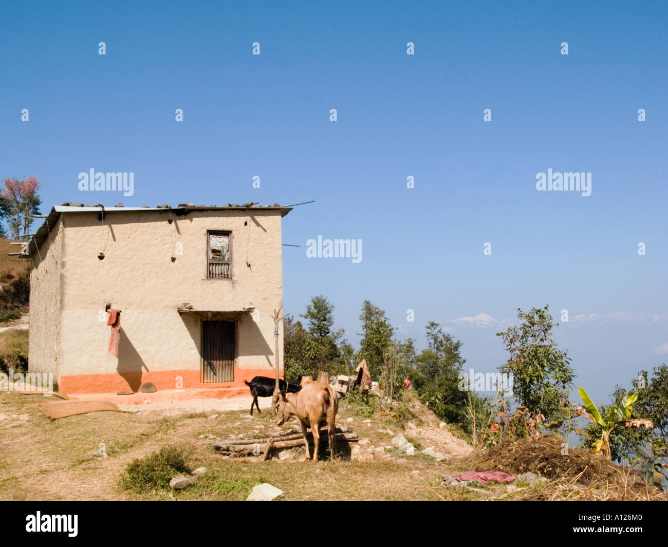 TRADITIONAL FARMHOUSE with cattle outside in Himalayan foothills ...