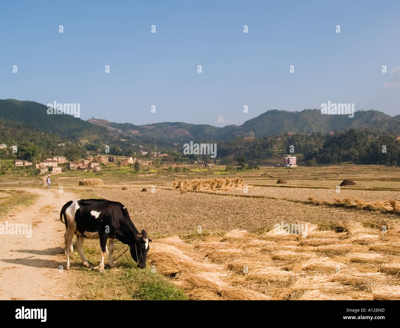 RURAL LANDSCAPE with cow by rice stalks bundles in paddy field by dirt ...