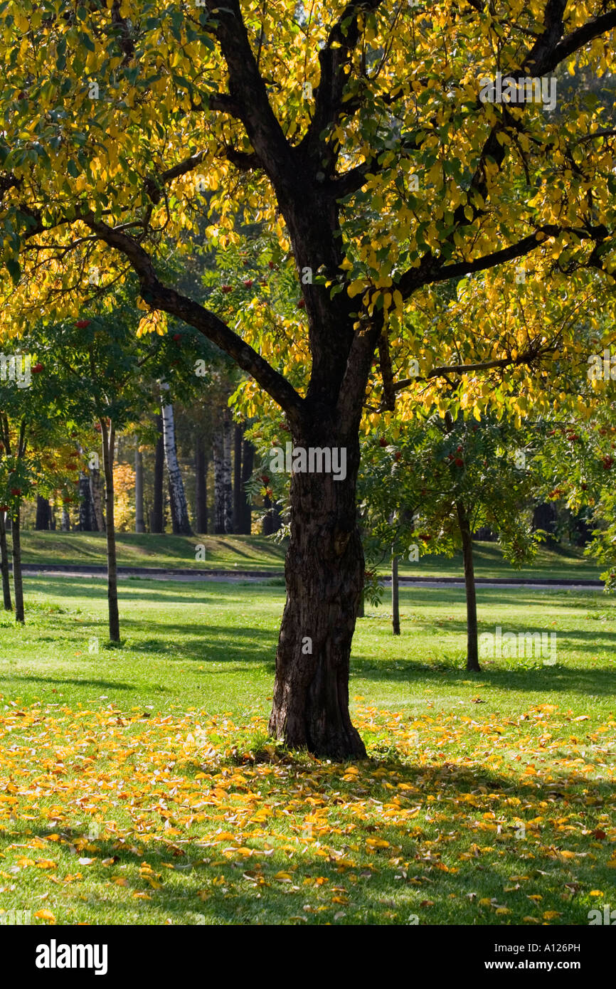 big tree in the park in autumn Stock Photo - Alamy