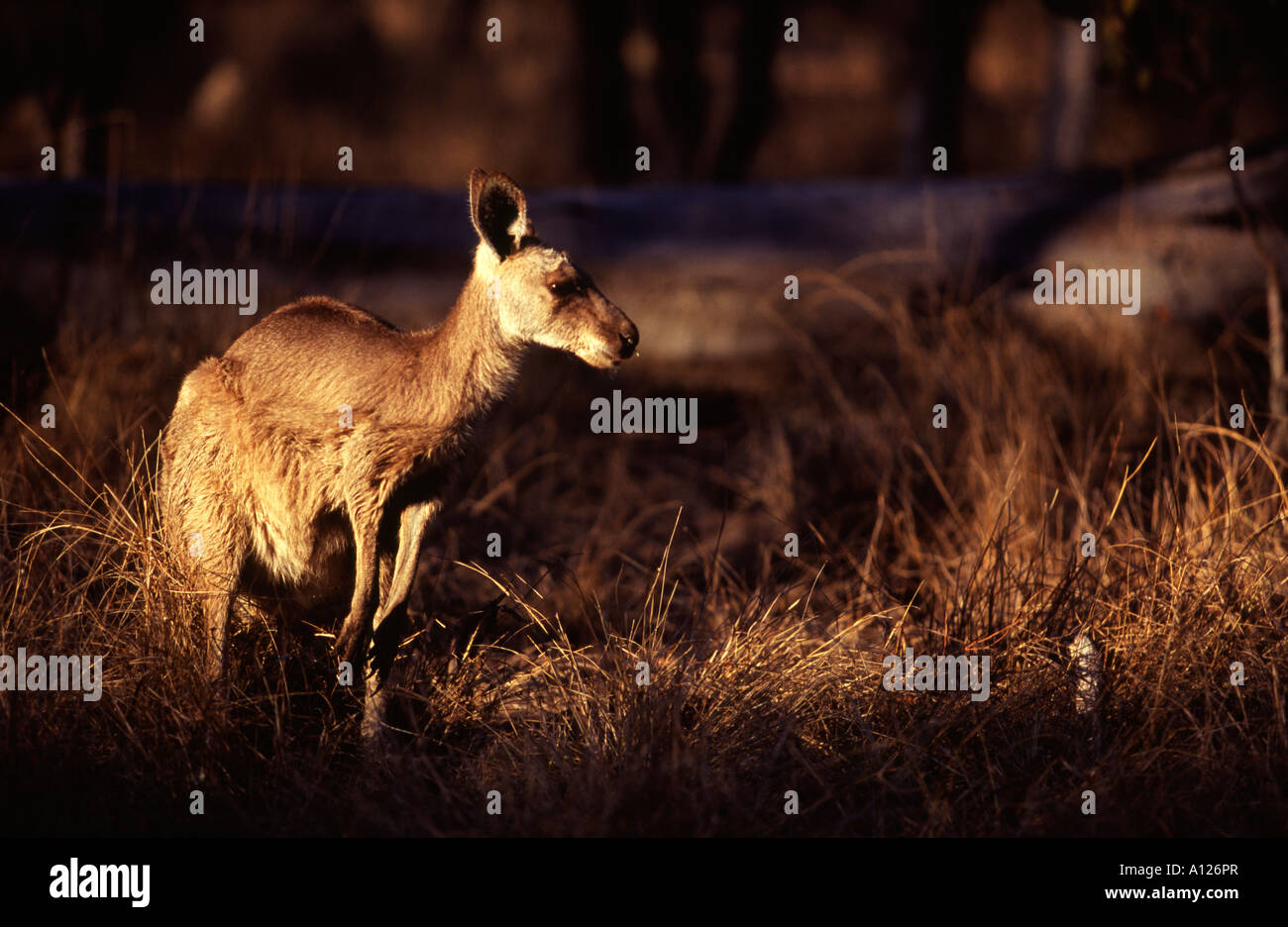 Mareeba wetlands queensland hi-res stock photography and images - Alamy