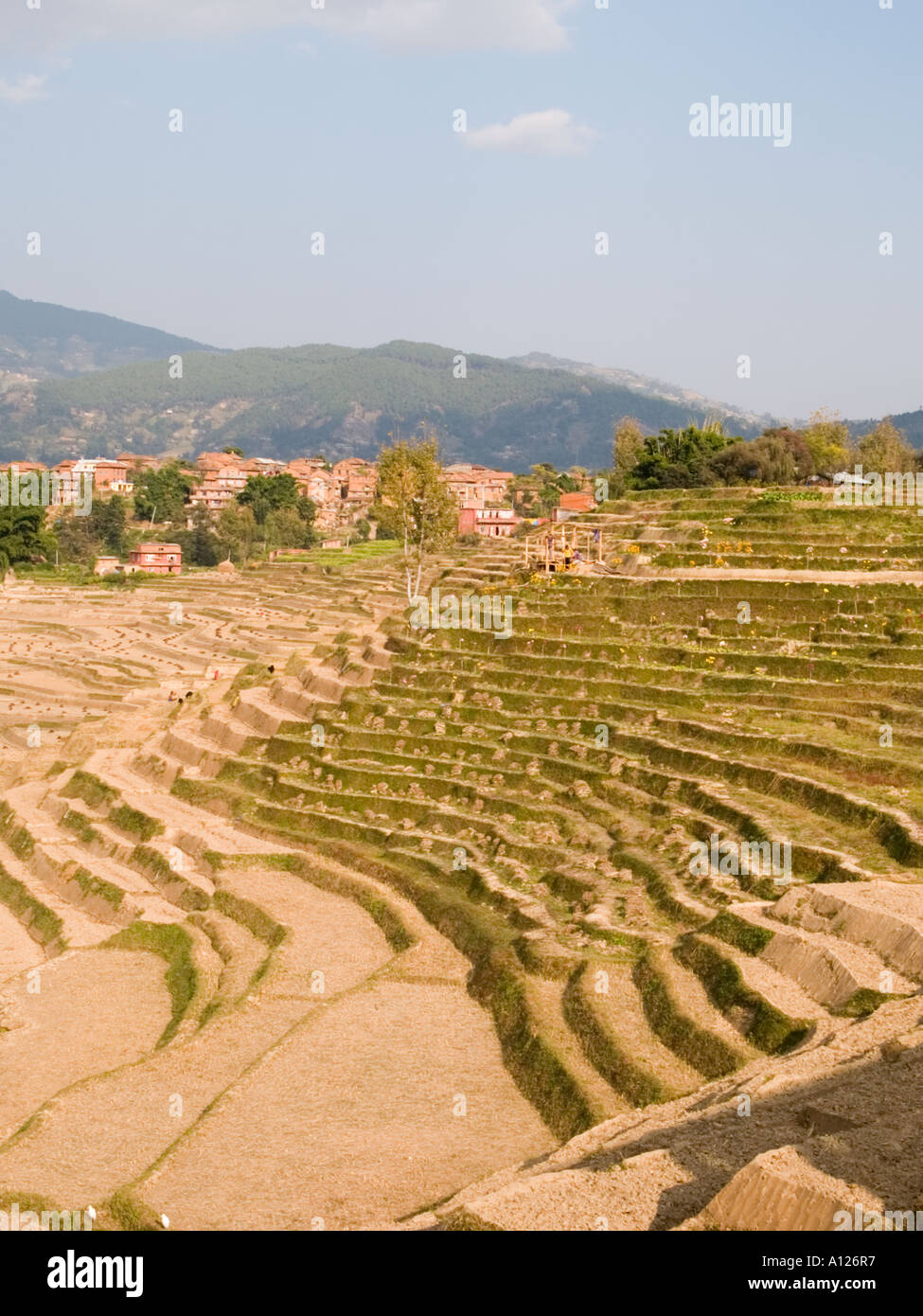 Empty rice field after hi-res stock photography and images - Alamy