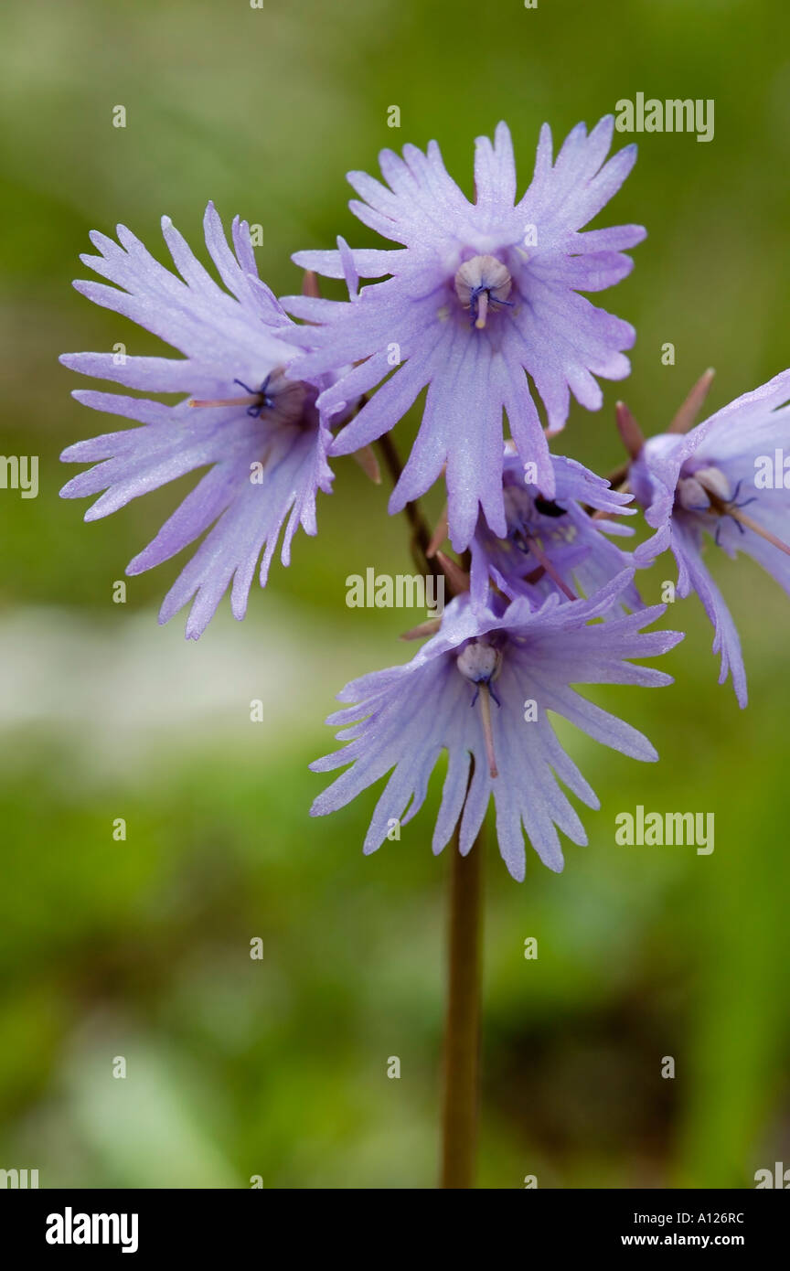 Alpine Snowbell Soldanella alpina Stock Photo - Alamy