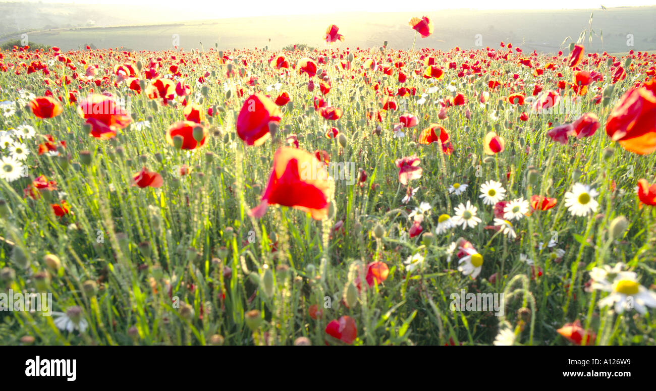 Poppyfields hi-res stock photography and images - Alamy