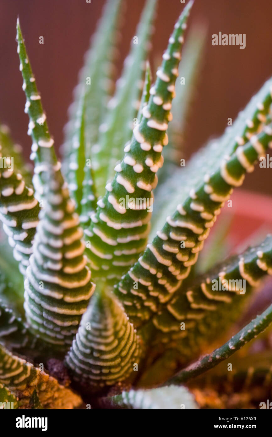 green and white succulent plant of hauvorthia Stock Photo - Alamy
