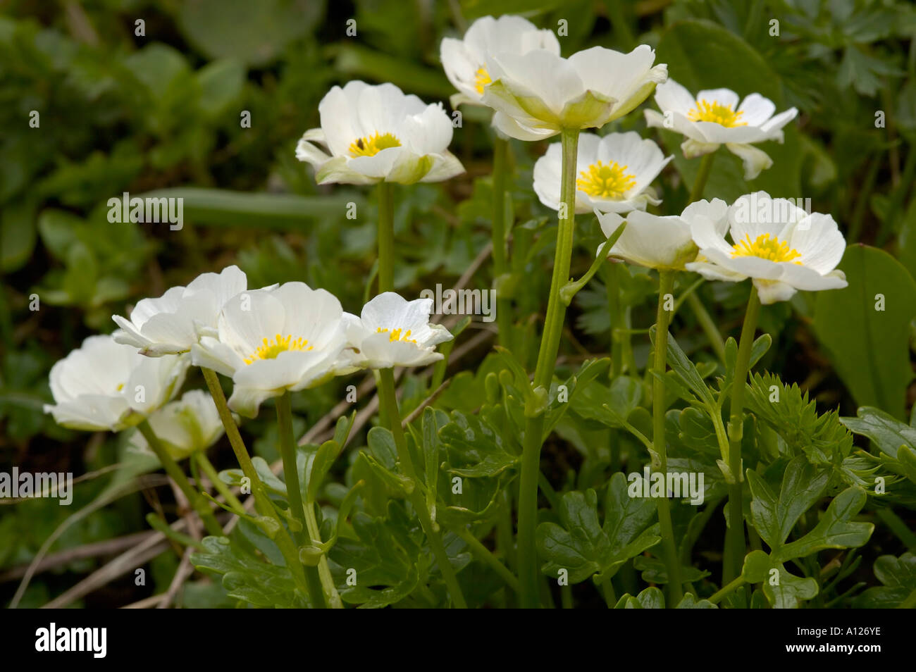 Alpine Buttercup Ranunculus alpestris Stock Photo - Alamy