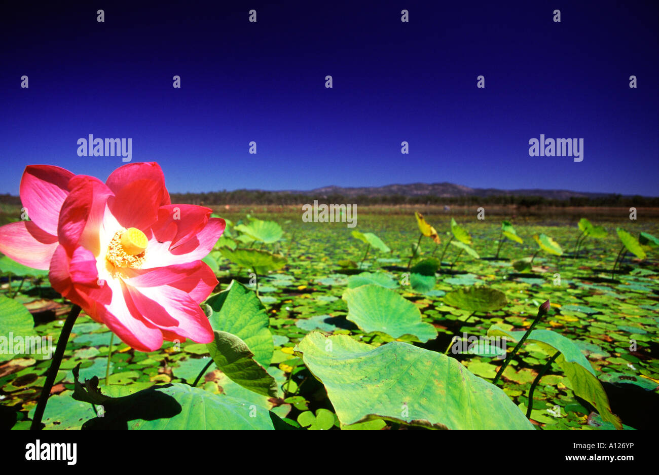 A bright pink waterlily in full bloom on Clancy's Lagoon, Mareeba ...