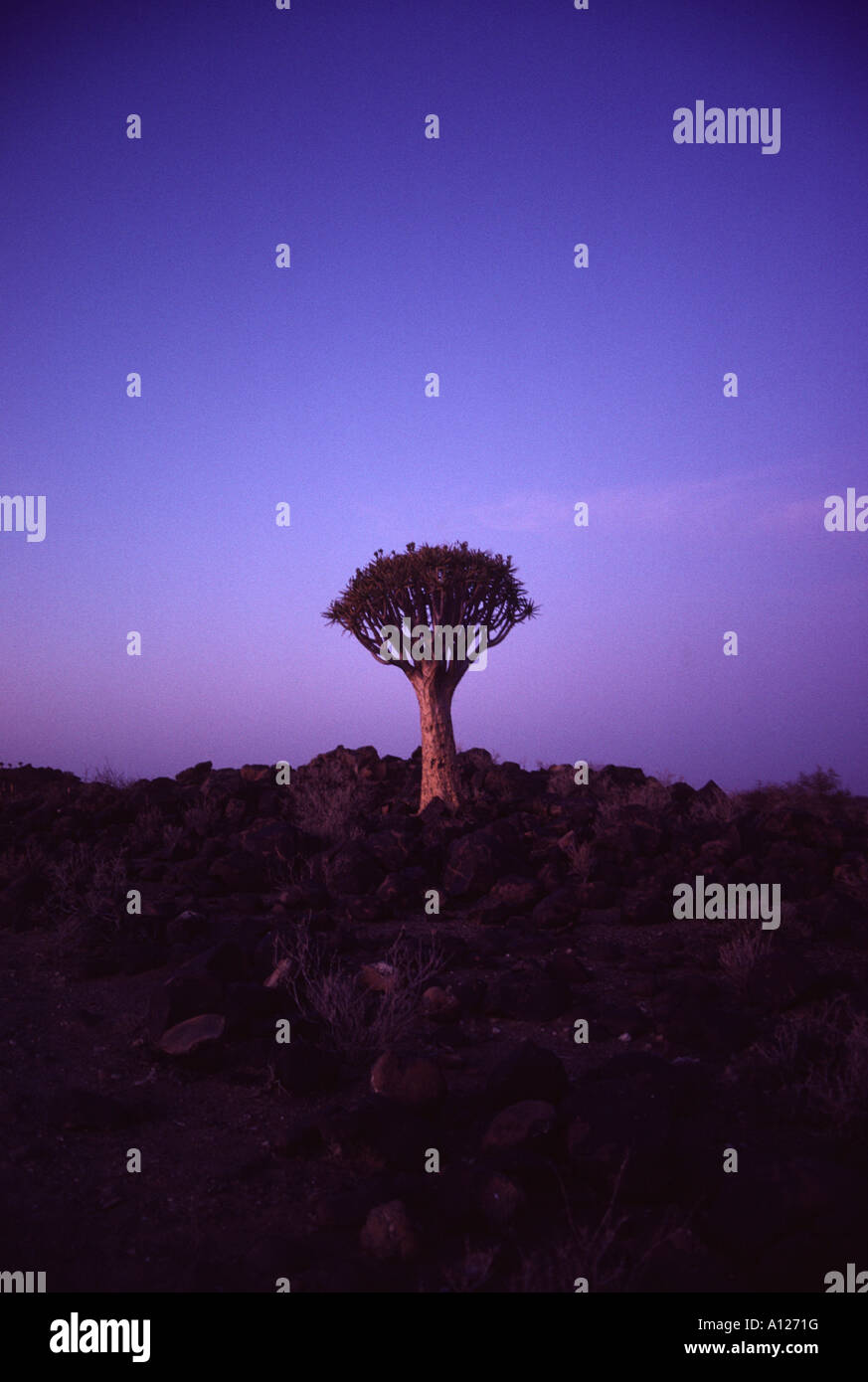 Koker trees hi-res stock photography and images - Alamy