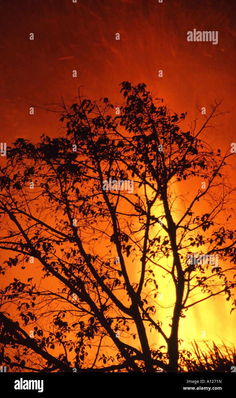 Sugar cane fire cairns queensland hi-res stock photography and images ...