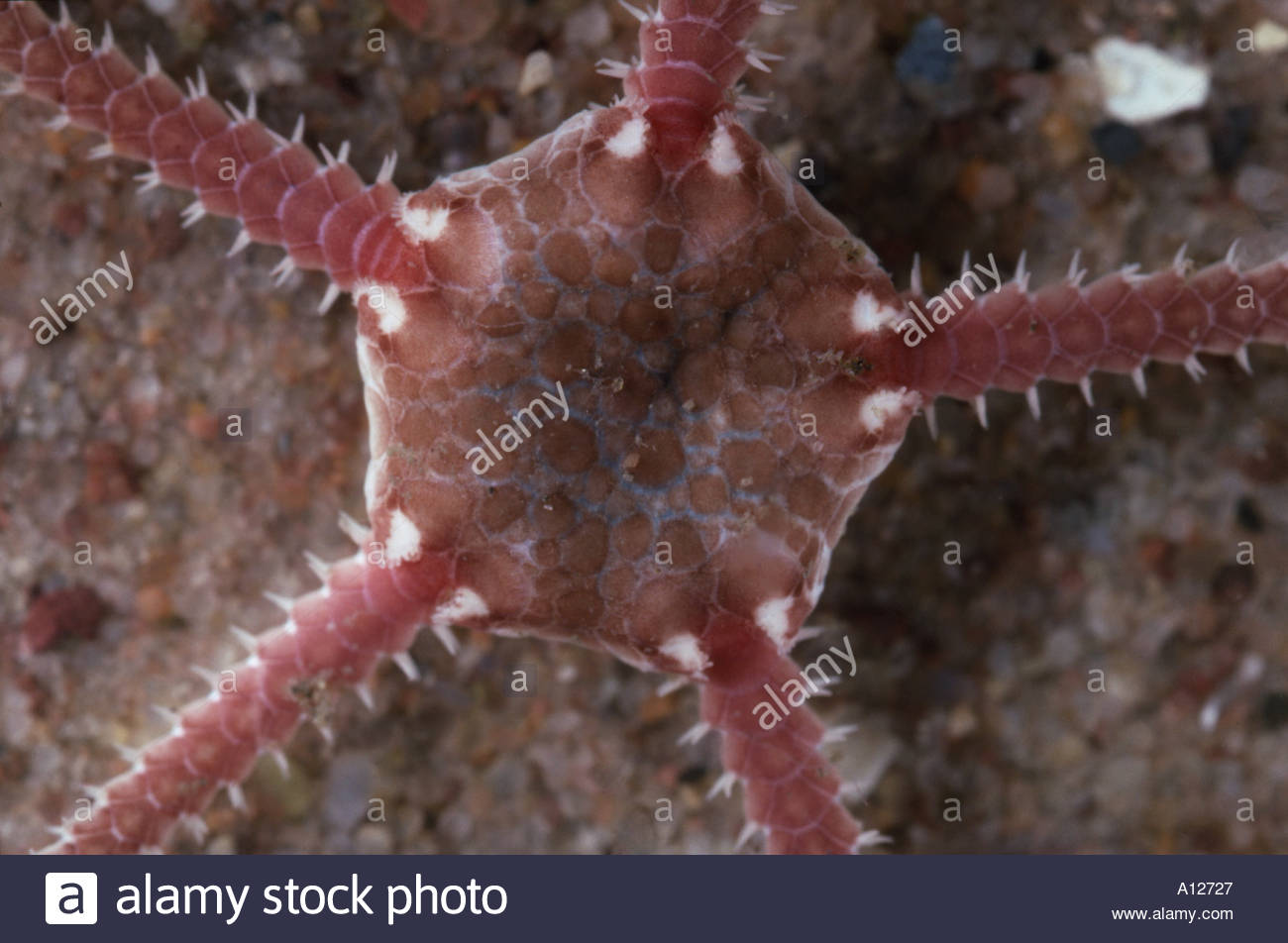Ophiura Stock Photos & Ophiura Stock Images - Alamy