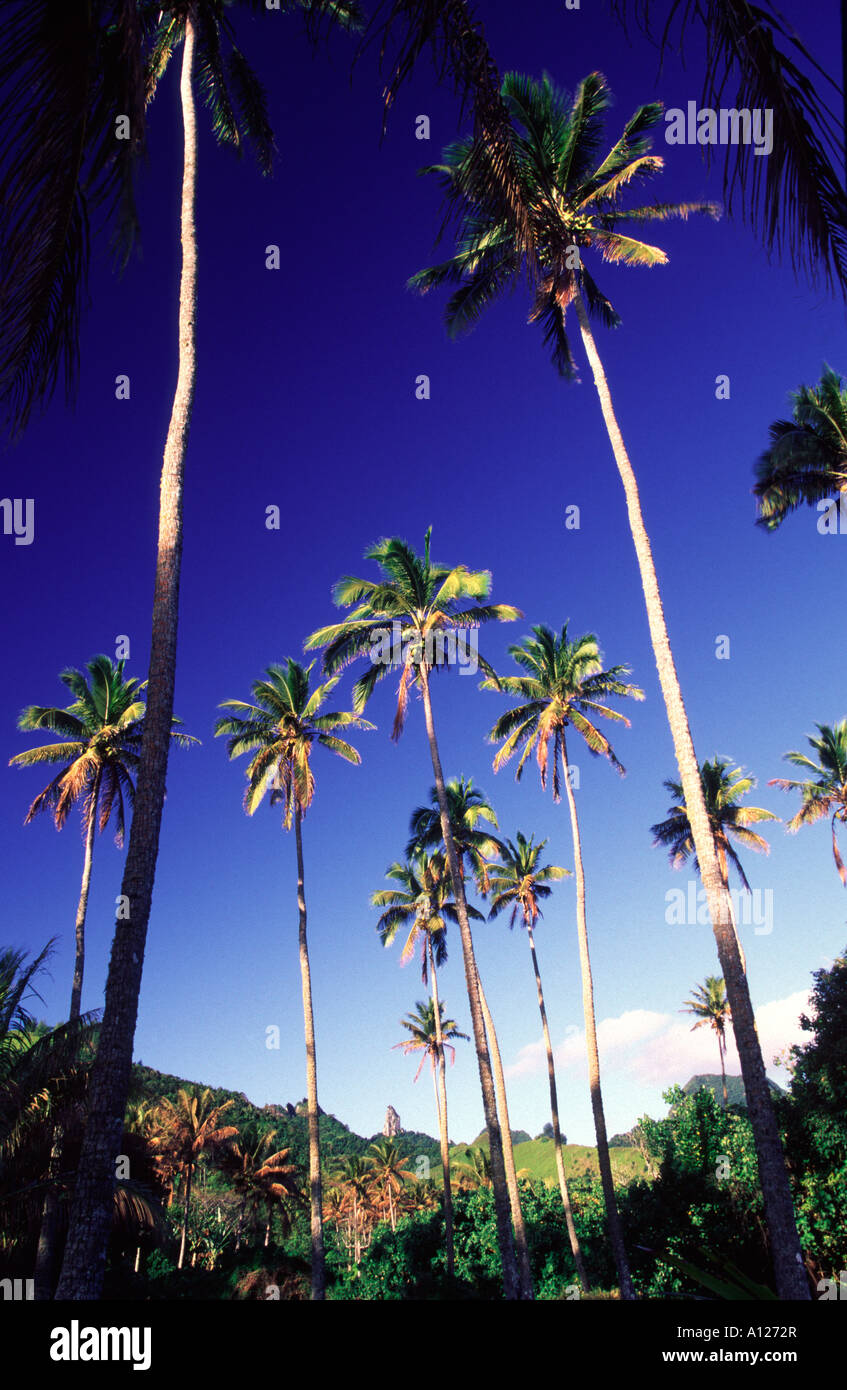 Palm Trees with Te Rua Nanga (The Needle) in the background, on the ...