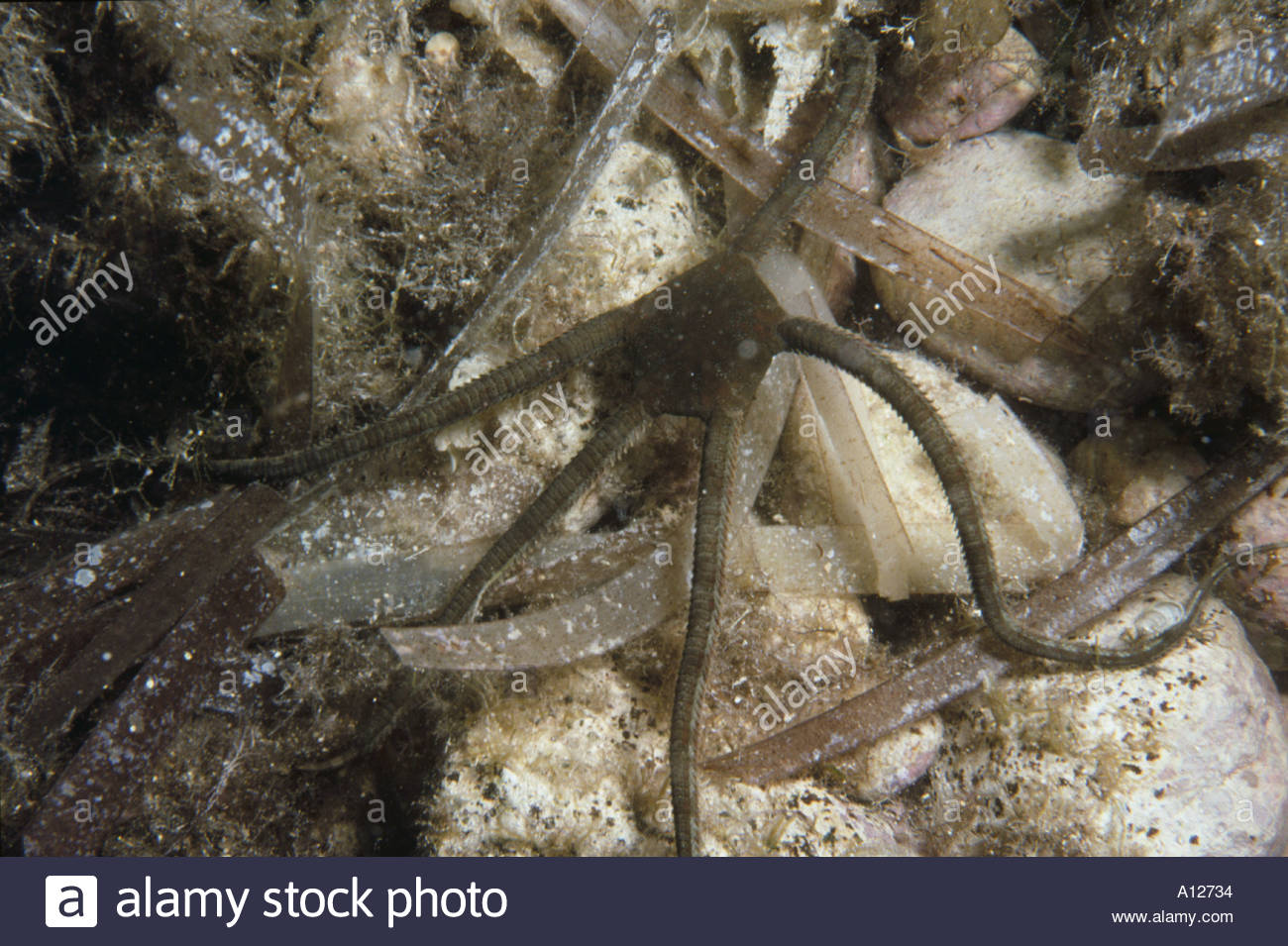 Ophioderma Stock Photos & Ophioderma Stock Images - Alamy