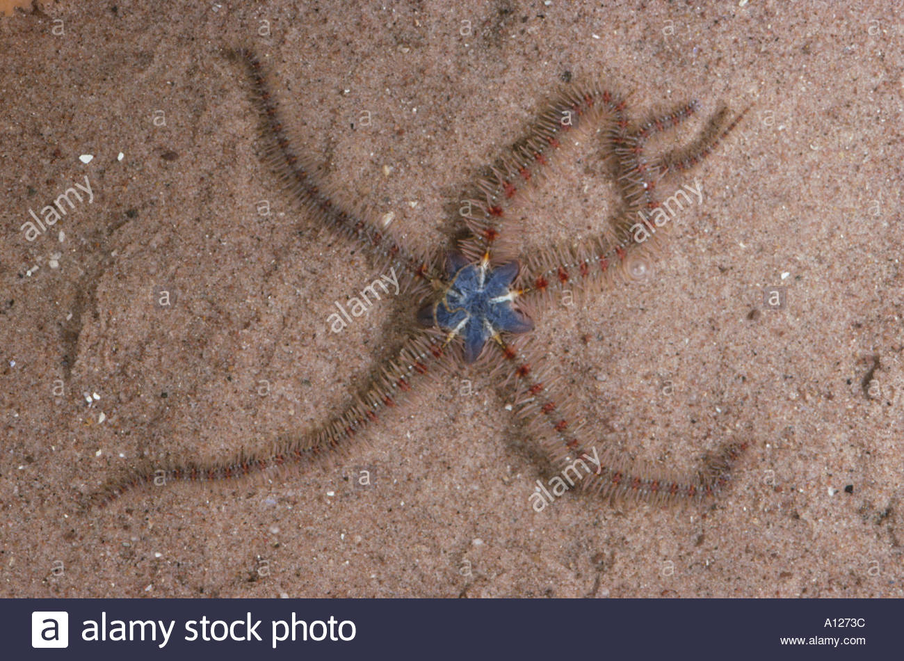 Ophiothrix Fragilis High Resolution Stock Photography and Images - Alamy