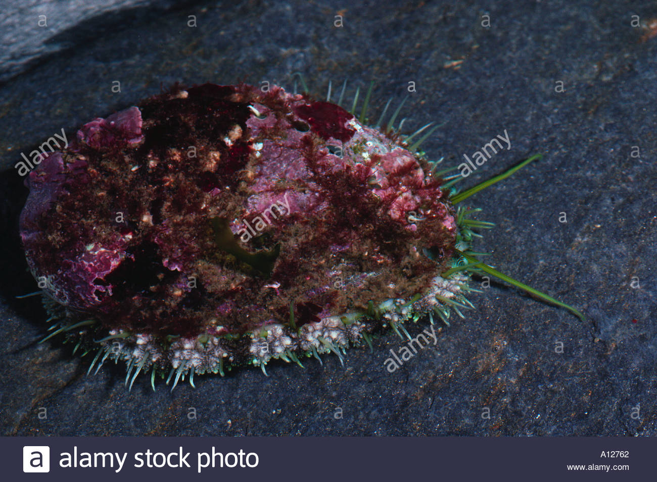 Haliotoidea Stock Photos & Haliotoidea Stock Images - Alamy