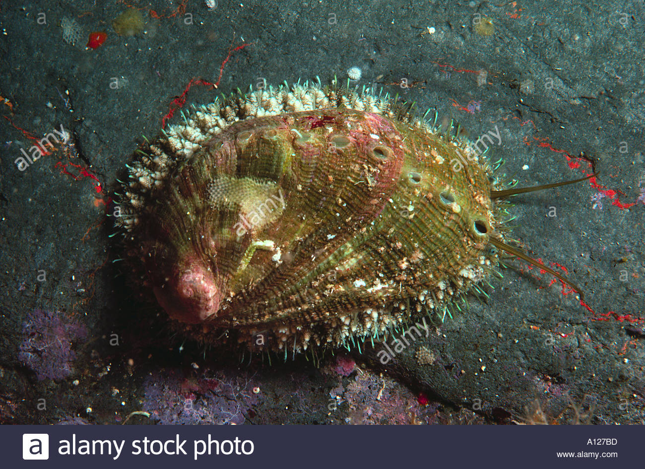 Haliotoidea Stock Photos & Haliotoidea Stock Images - Alamy