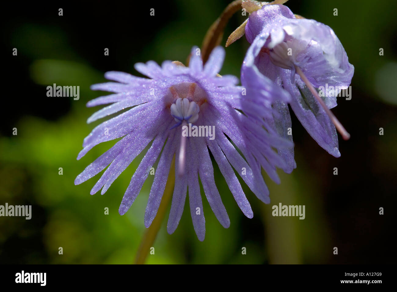 Alpine Snowbell Soldanella alpina Stock Photo - Alamy