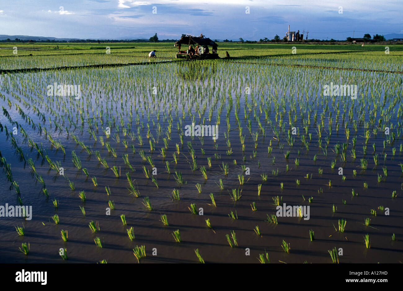 Thailand, Rice fields Stock Photo - Alamy