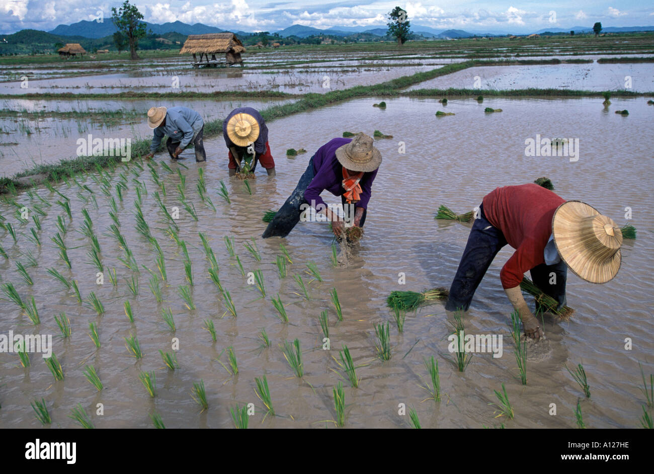 Thailand, Rice fields Stock Photo - Alamy